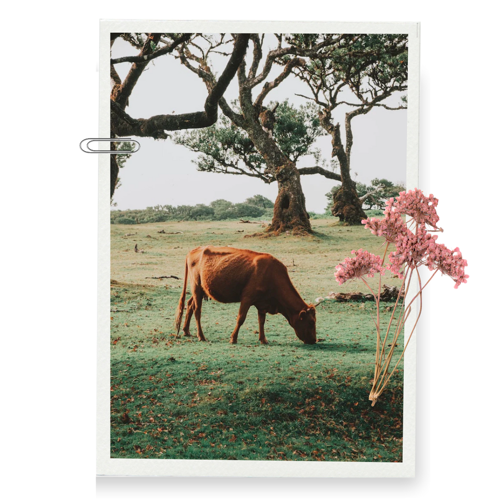 Magic Tallow | 100% Grass-Fed Whipped Tallow Cream