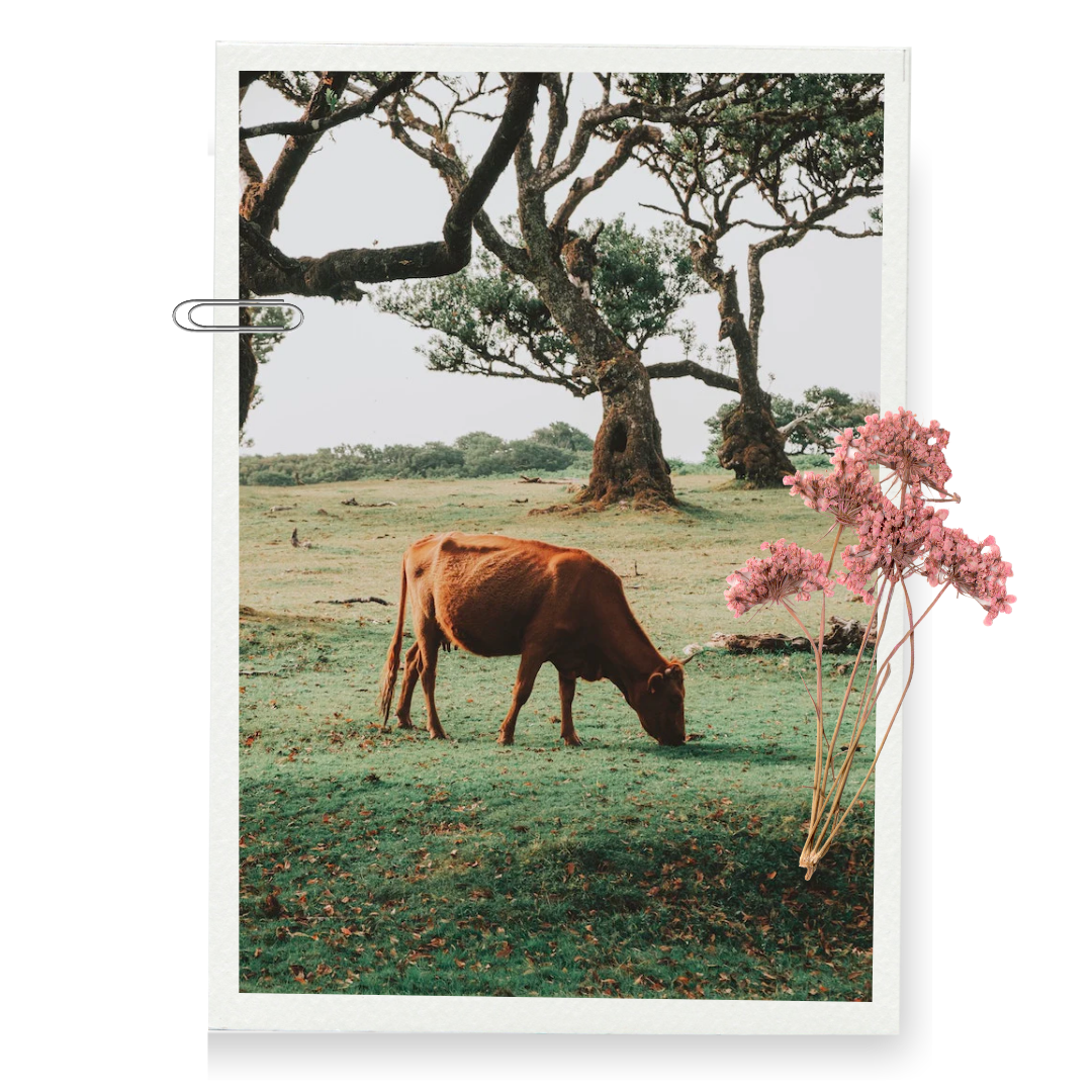 Magic Tallow | 100% Grass-Fed Whipped Tallow Cream